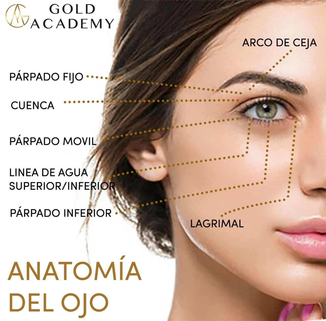 2.1 ANATOMIA DEL OJO Copy - Gold Store